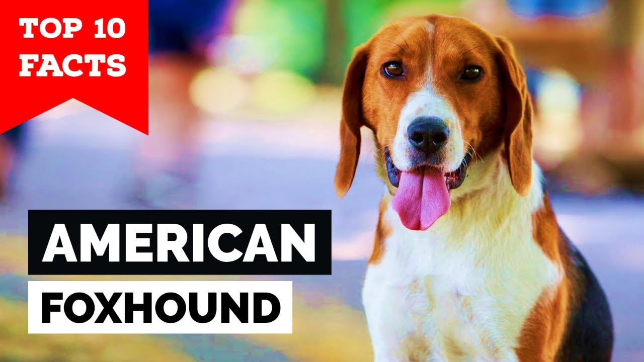 American Foxhound Top 10 Facts Youtube