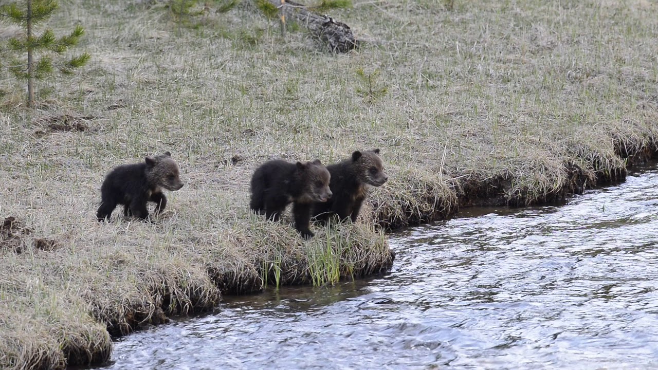 Grizzly Cubs Screaming At Mom Youtube