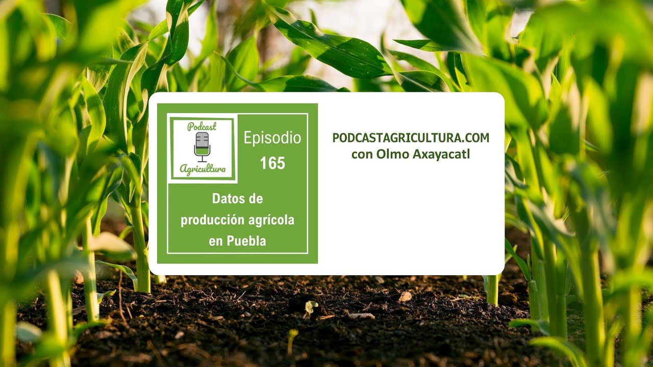 165 Datos De Producción Agrícola En Puebla Youtube