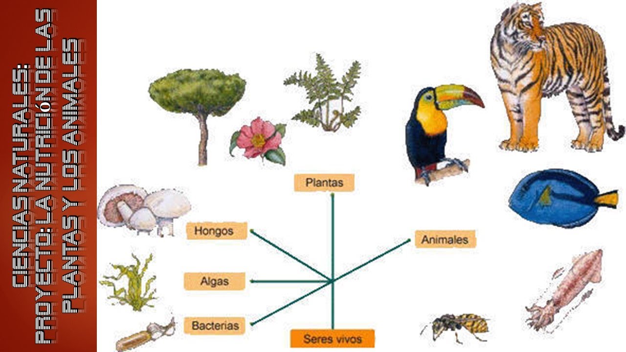 Ciencias Proyecto La Nutrición De Las Plantas Y Los Animales Youtube