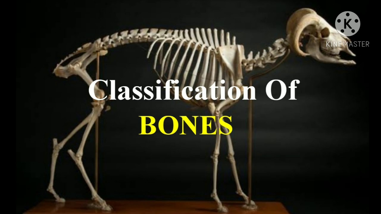 Classification Of Bones Veterinary Veterinary First Year Youtube