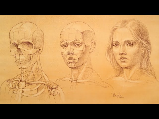 How To Draw A Head In Proportion