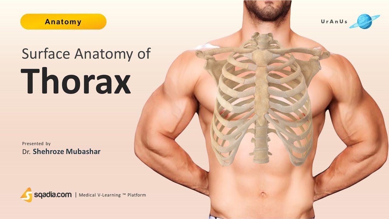 Surface Anatomy Of Thorax Chest Anatomy For Medical Students Learning