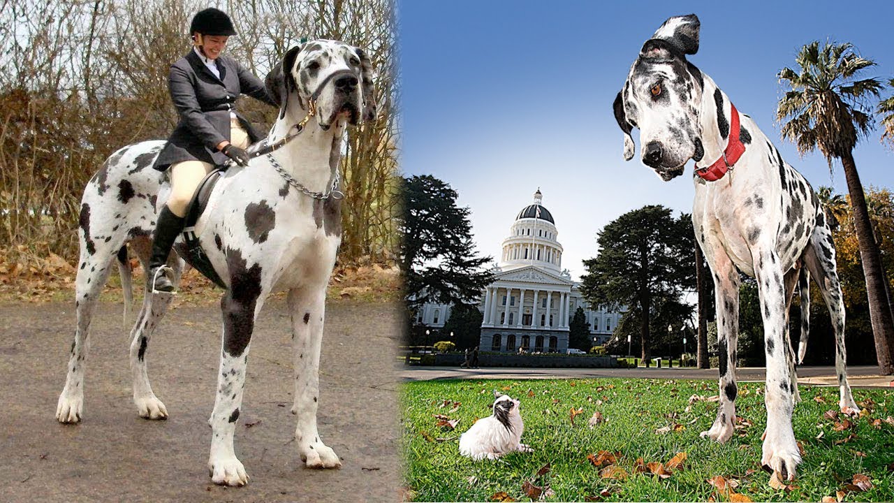 Biggest Puppy Biggest Dog