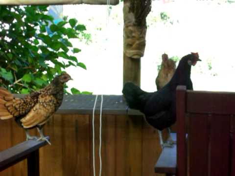 The Backyard Barnyard: Chicken Behavior: Normal or Abnormal