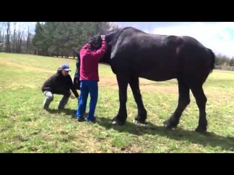 How To Mount A 19 Hand Horse Bareback Youtube