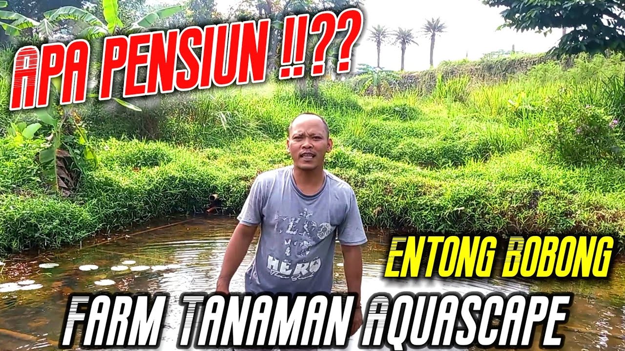 130 Farm Tanaman Aquascape Youtube