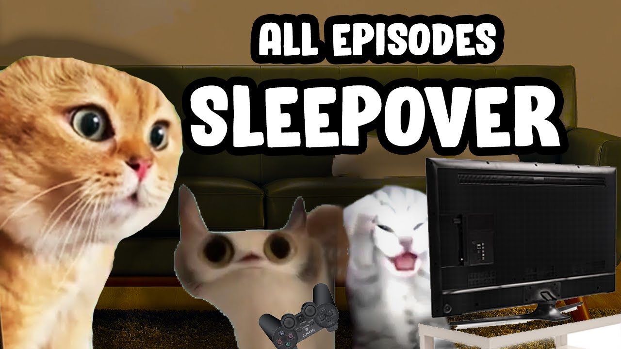 Sleepovers Cat Meme Compilation Youtube