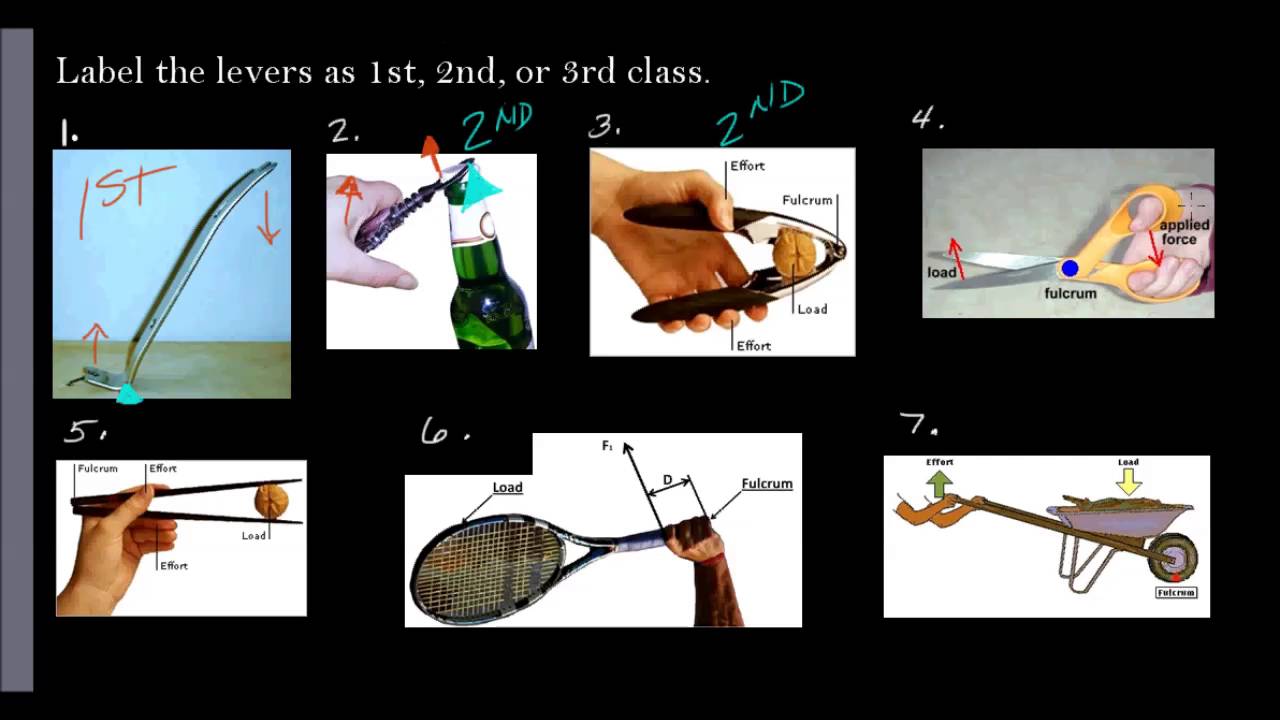 Examples Of Third Class Levers In The Human Body