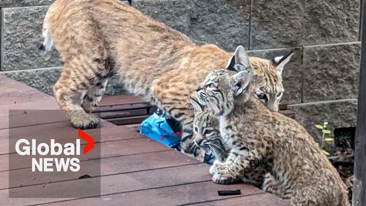 It Latched On Calgary Woman Injured After Surprise Bobcat Attack