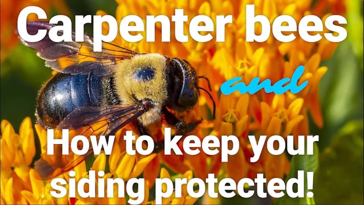 Carpenter Bees Prevent Identify Protect Your Siding Youtube