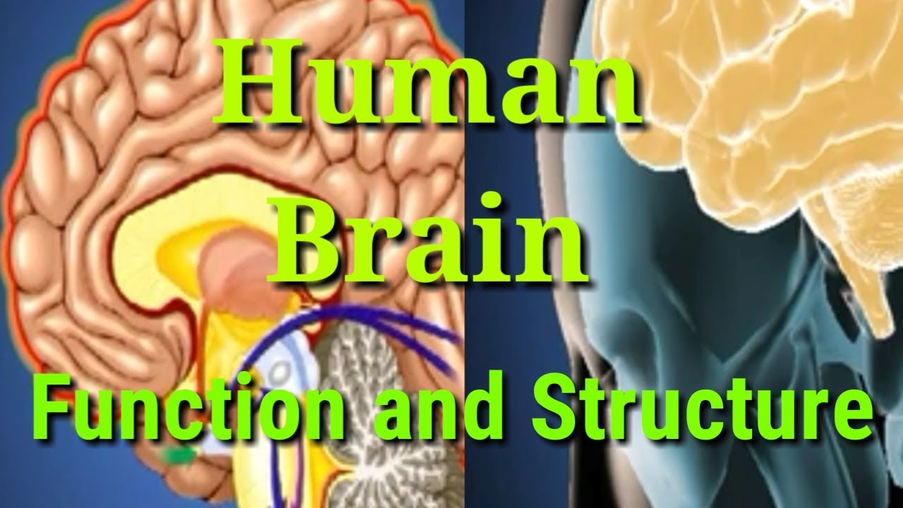 Human Brain Structure And Function Youtube