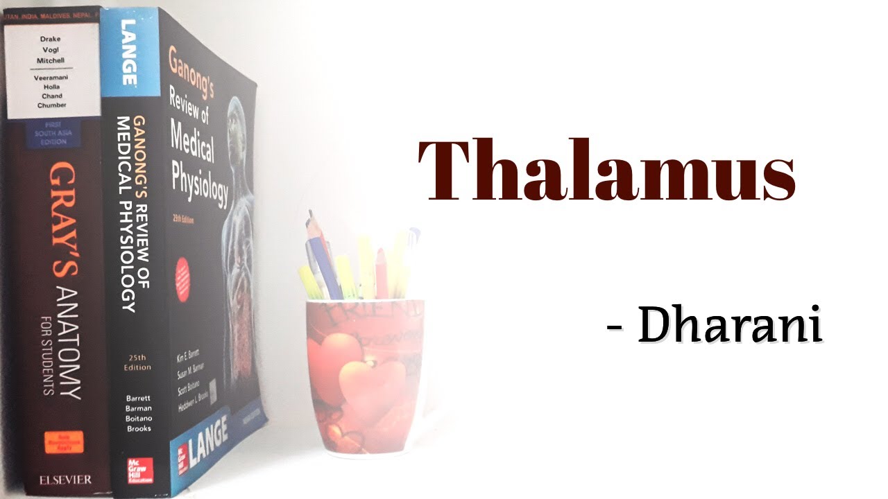 Thalamus Brain Anatomy Physiology Agam Webinars Youtube