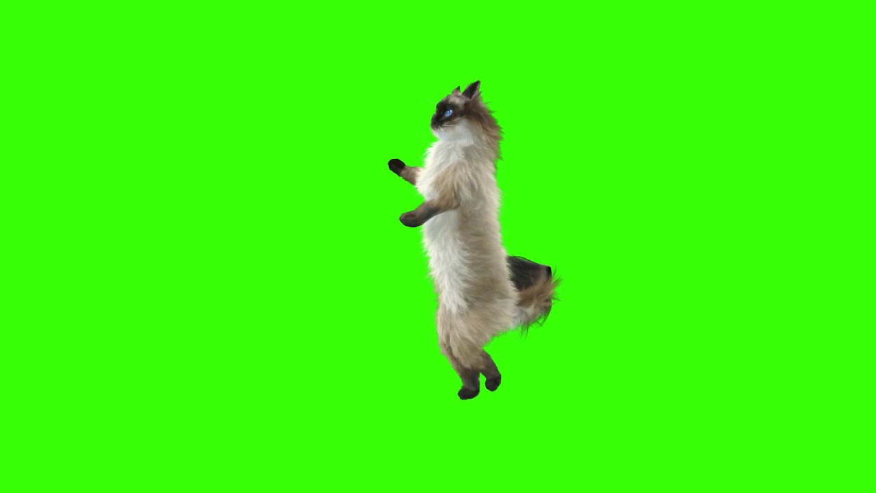 Funny Cat Dancing Green Screen No Copyright Free Download Youtube