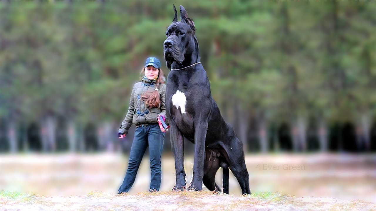 How Tall Is The Worlds Largest Dog