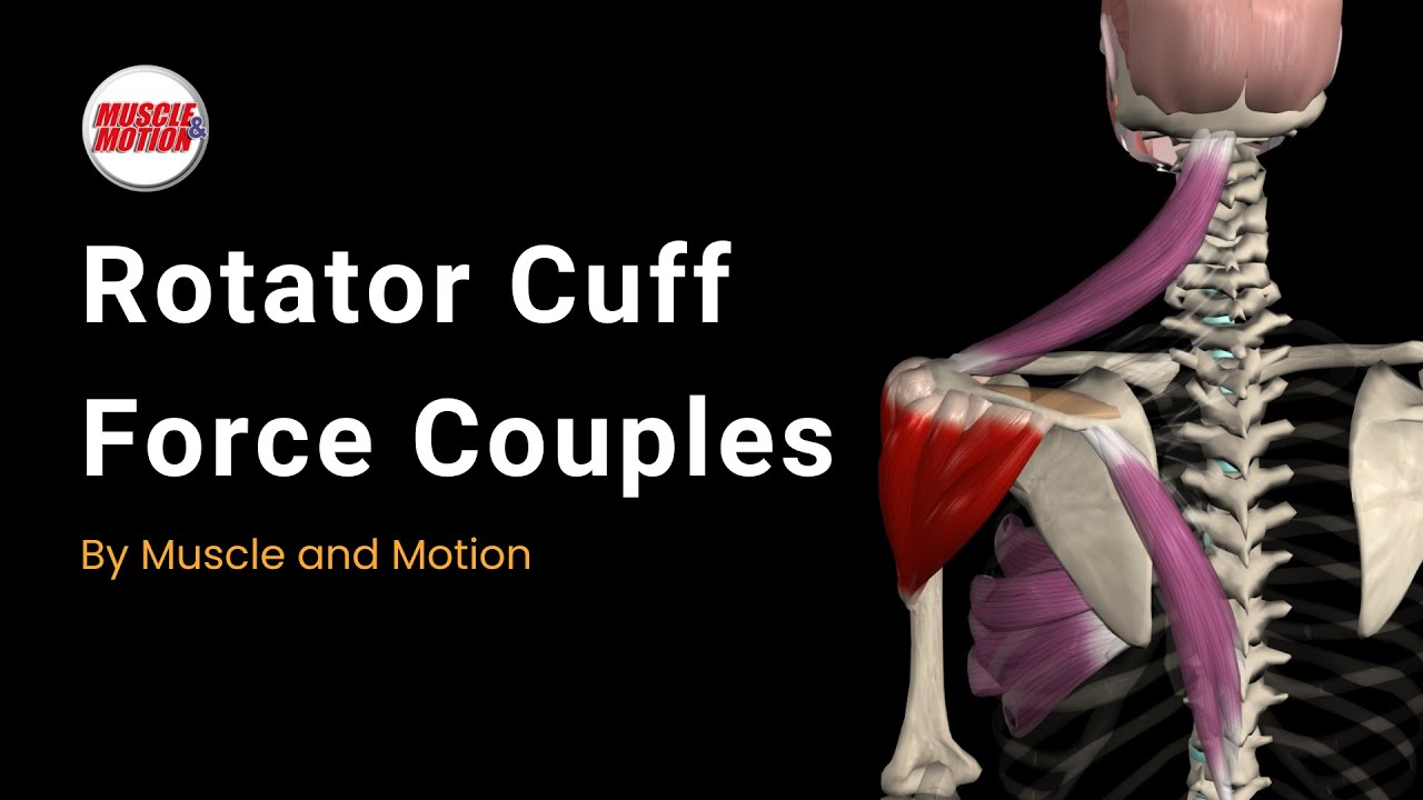 The Rotator Cuff Force Couples Youtube