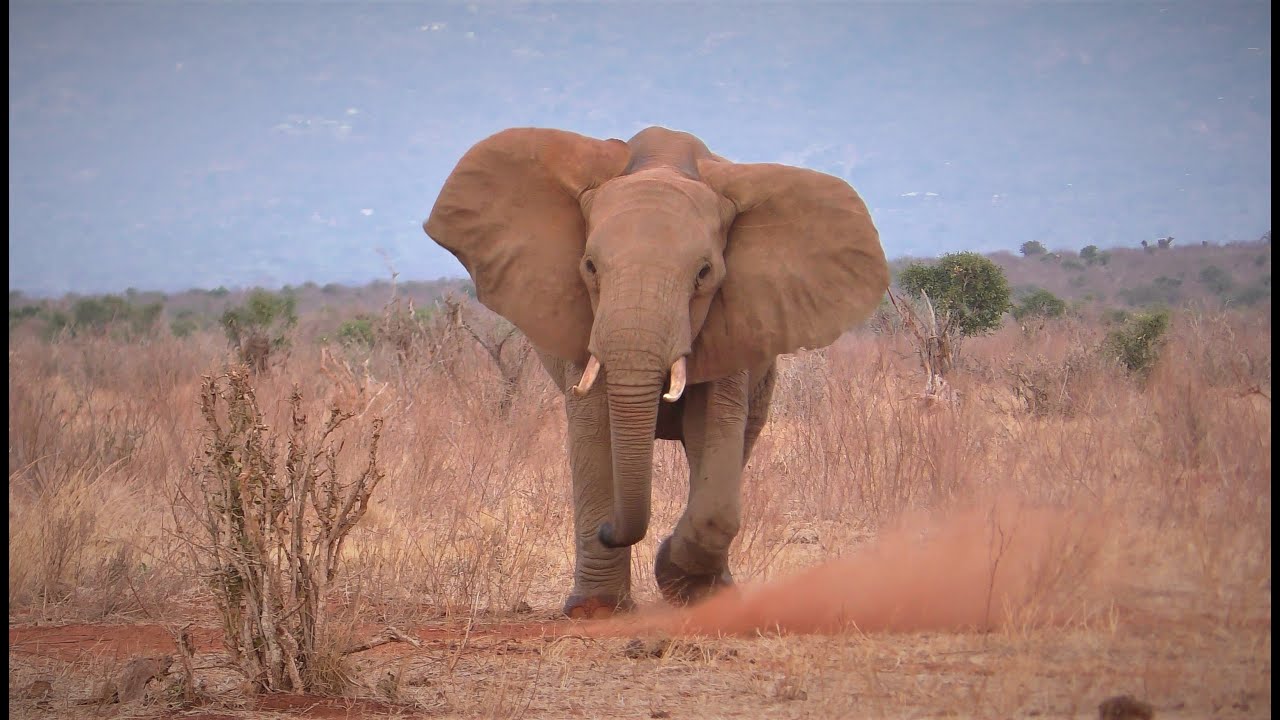 Elephant Mock Charge Youtube