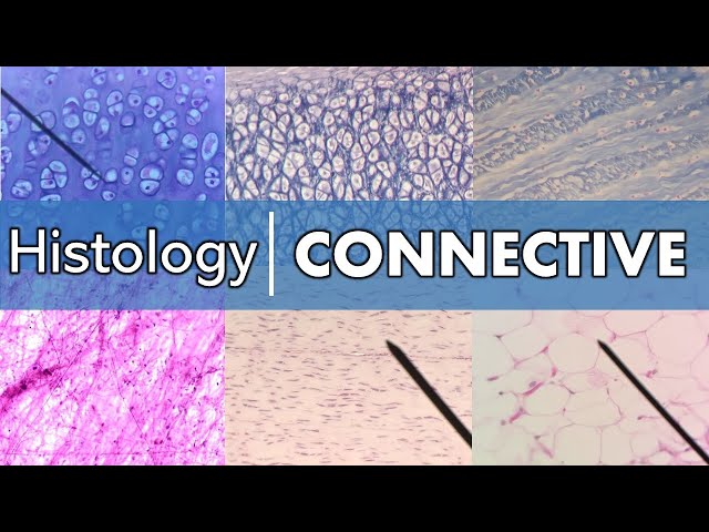 Connective Tissue Slides Prepared Microscope Slide Connective Tissue