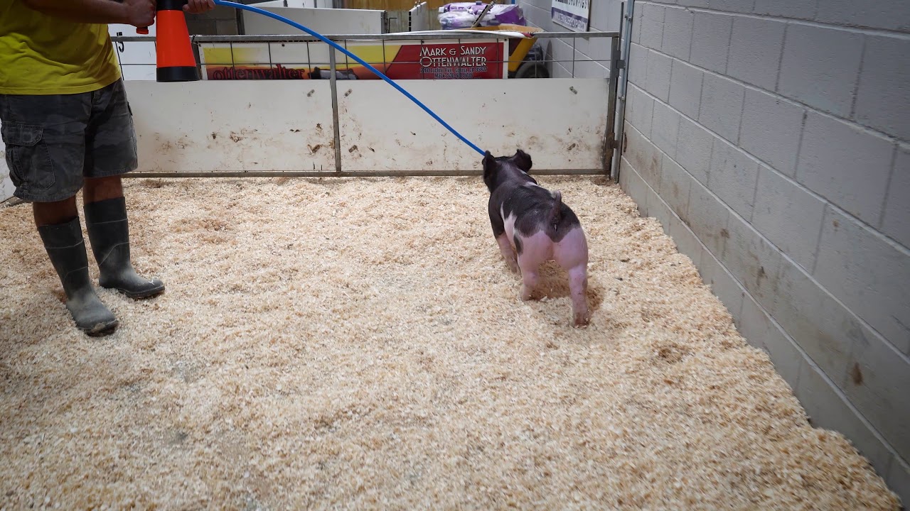 Ottenwalter Showpigs 10 19 20 141 8 Youtube