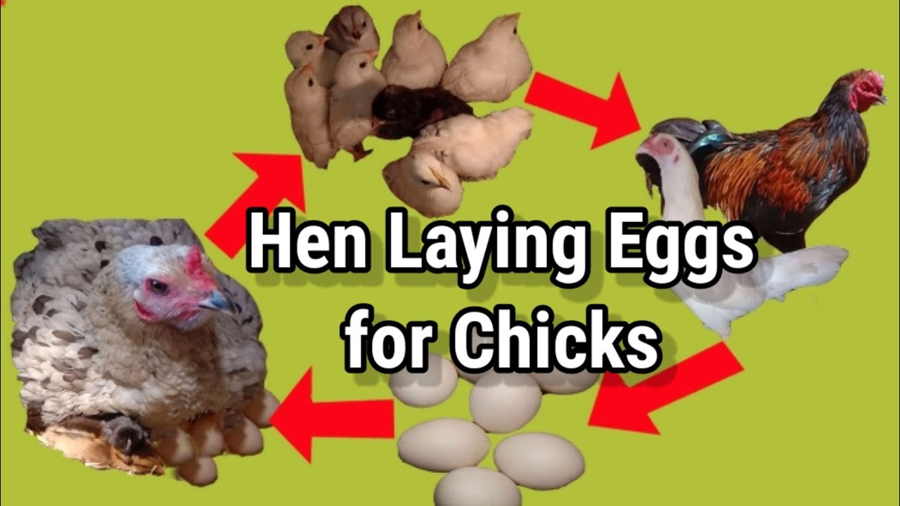 Hen Harvesting Eggs For Chicks Youtube