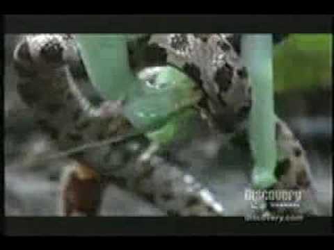 Praying Mantis Attacks Snake Youtube