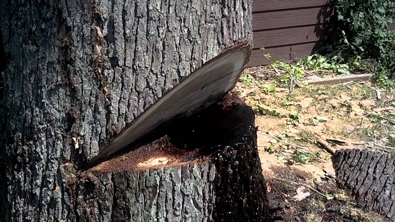 Bleeding Tree Mp4 Youtube