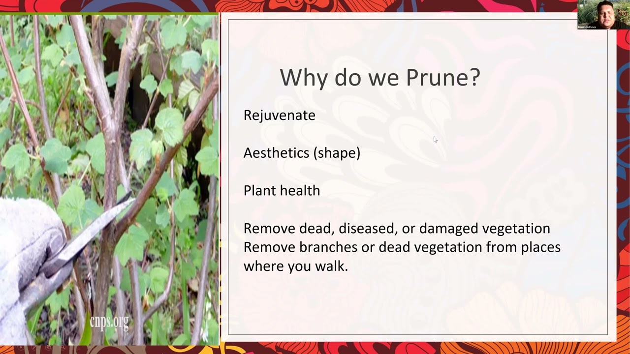 Native Gardening Pruning 101 Youtube