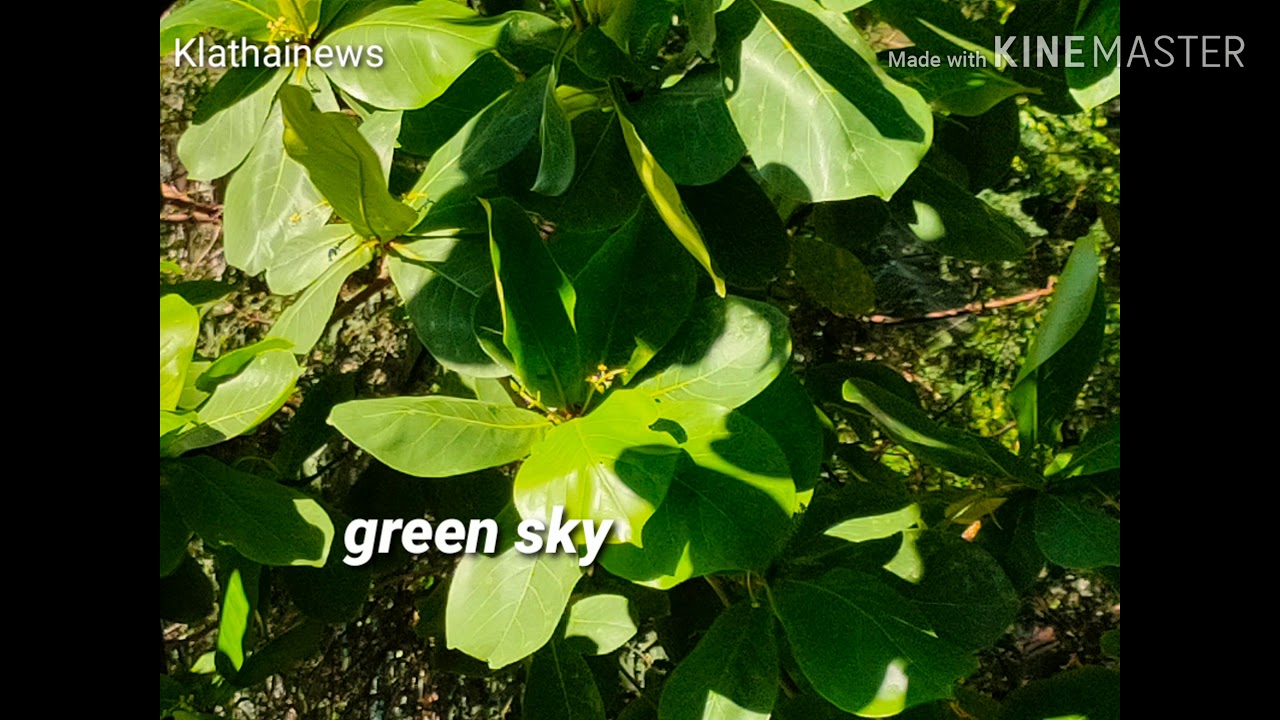 Greensky Youtube