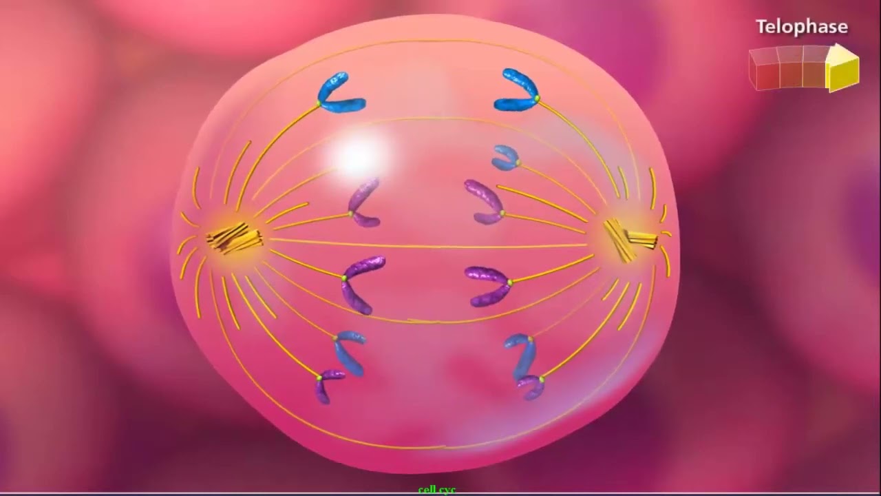 Mitosis Animation The Cell Cycle Mitosis Meiosis Video