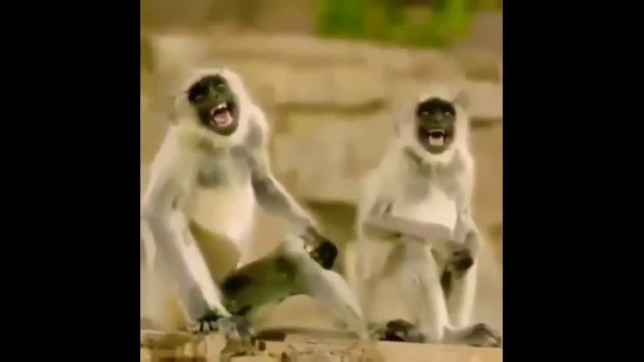 Two Monkey Laughing Video Clip Youtube