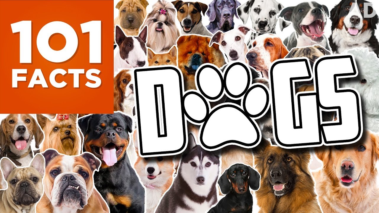 101 Facts About Dogs Youtube