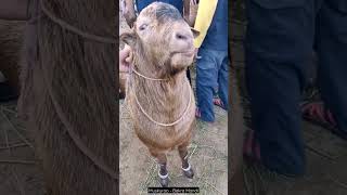 Bakra Dumba Goat For Eid Bakra Mandi 2023 Muskurao Bakra Mandi Mp3 ...