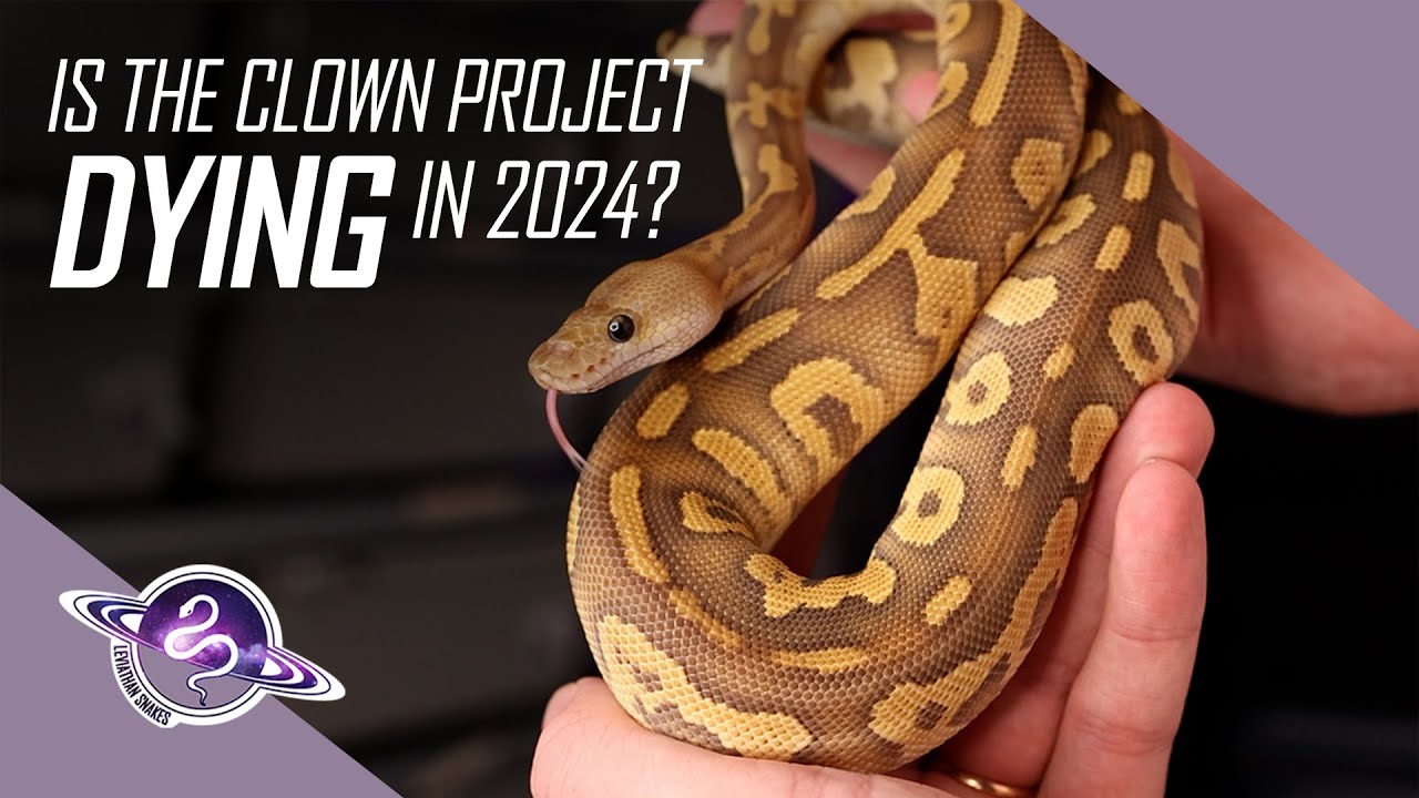 Investing In Clown Ball Pythons In 2024 Pros Cons Ballpython