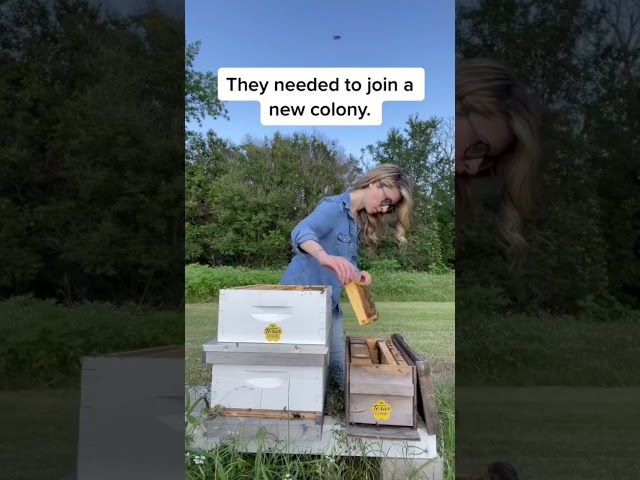 These Bees Were Caring For A Dead Queen 3z5zbdx7bsr