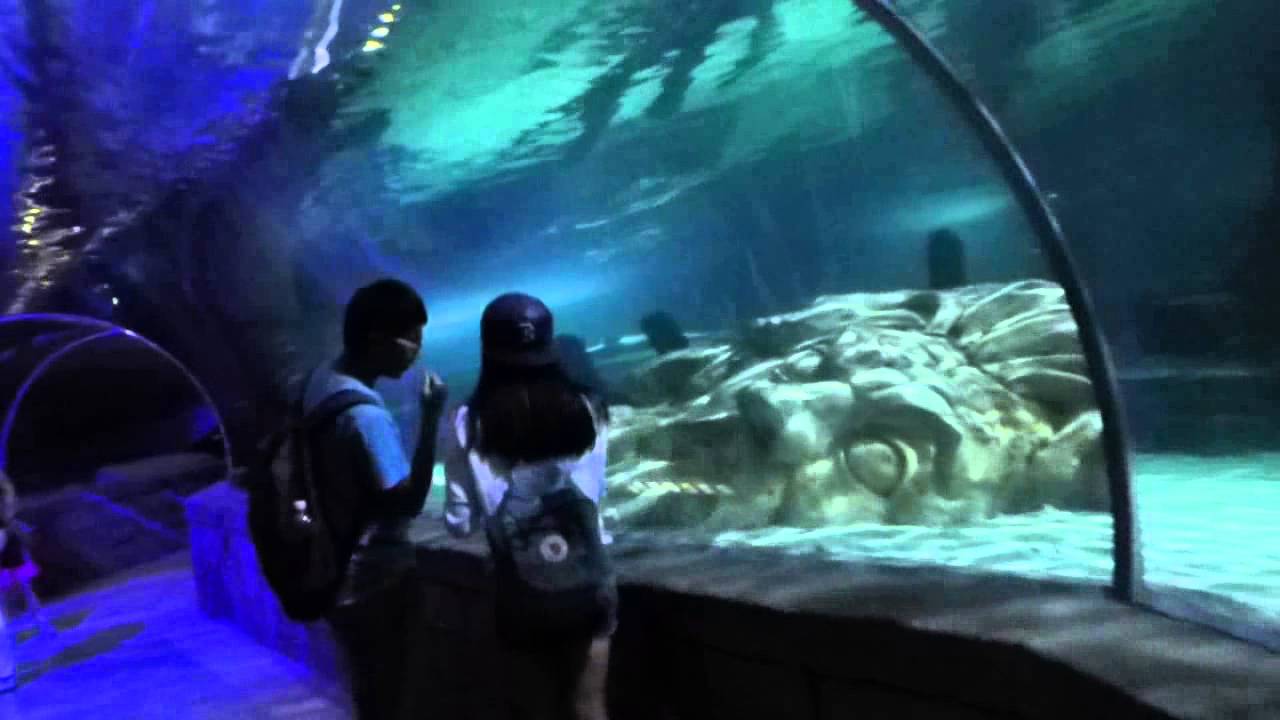 Sealife Aquarium At Mall Of America Youtube
