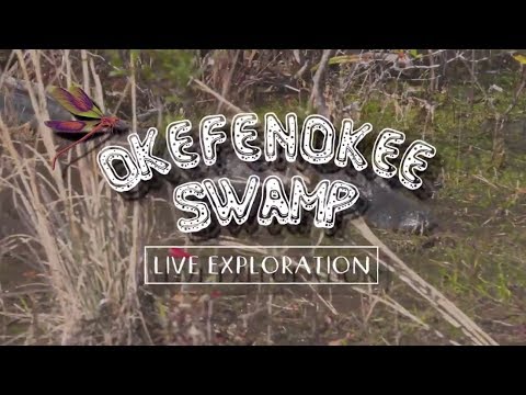 Okefenokee Swamp Live Exploration Full Episode Youtube