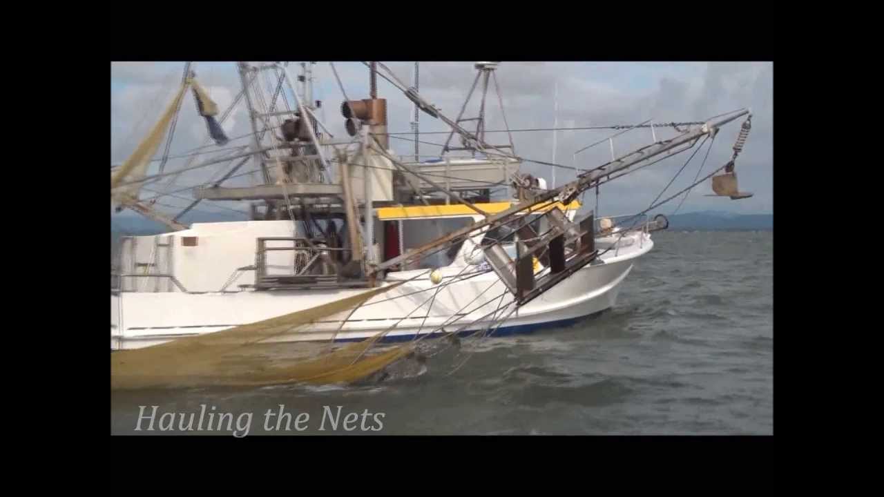Moreton Bay Prawn Trawling Bay Prawns Youtube