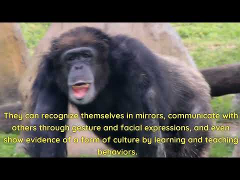 What Ape Has The Highest Iq Discovering The Smartest Primate Know