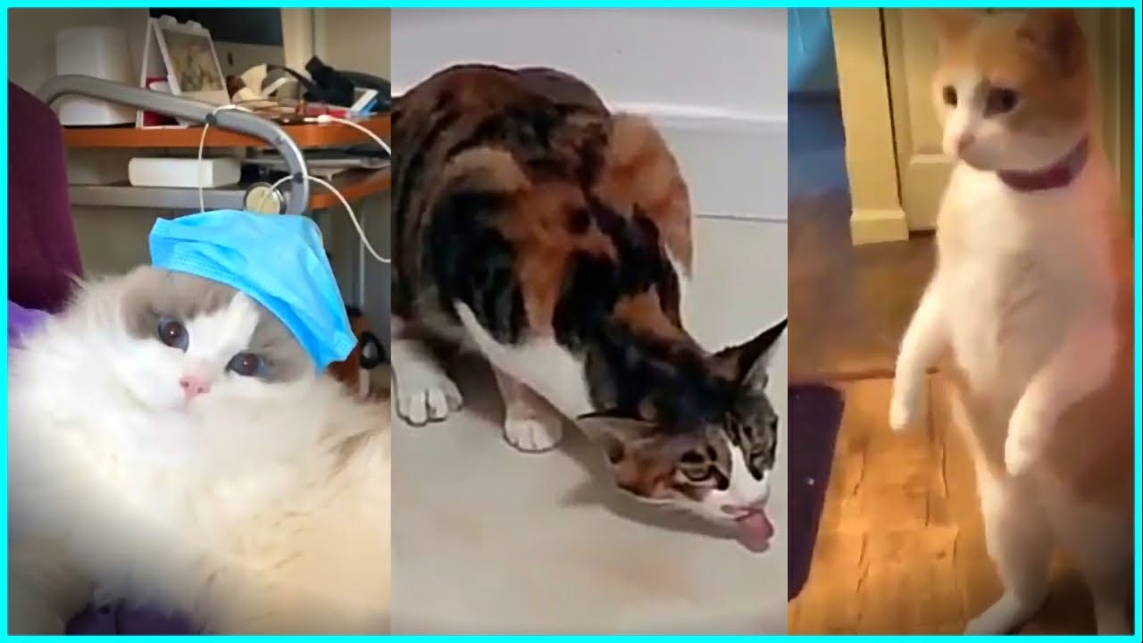 Cat Funny Moments Compilation Animols Cat Funny Youtube
