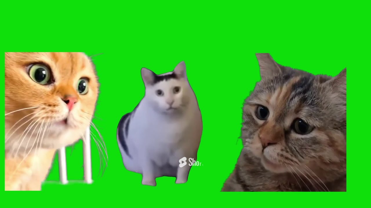 15 Cat Memes For Chroma Key Green Screen Templates Youtube
