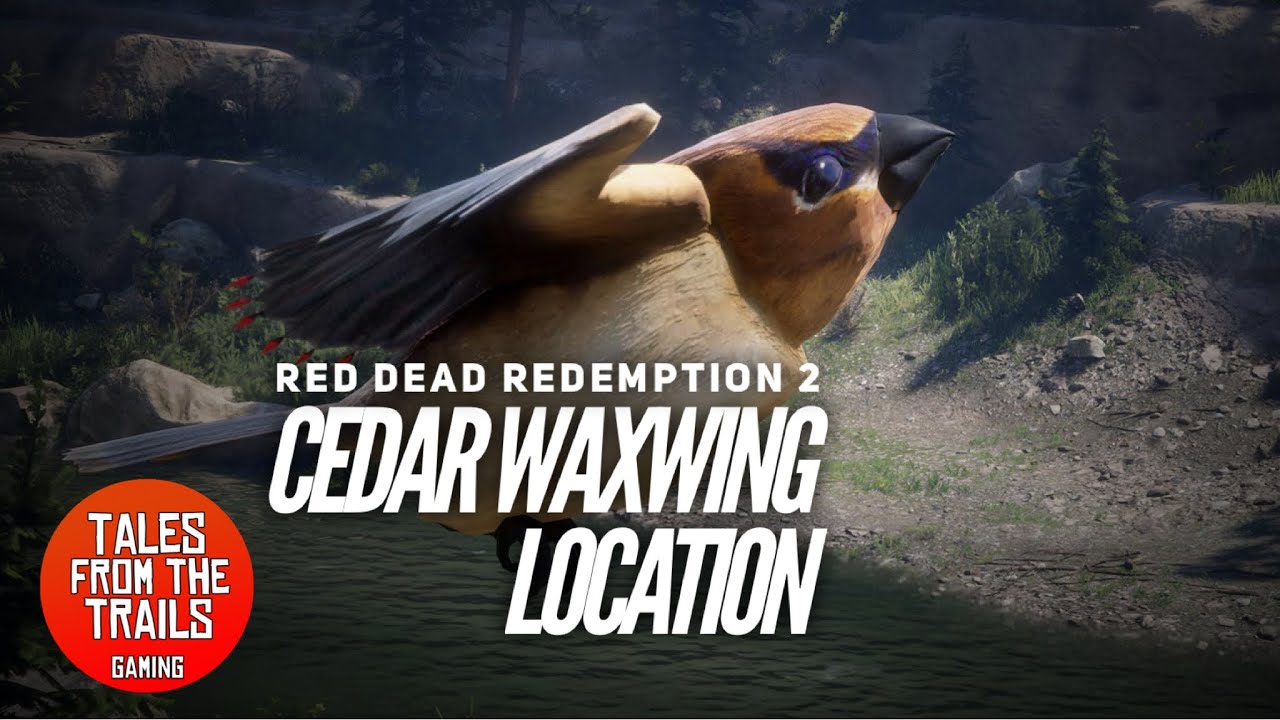 Red Dead Redemption 2 Cedar Waxwing Location Where To Find Cedar