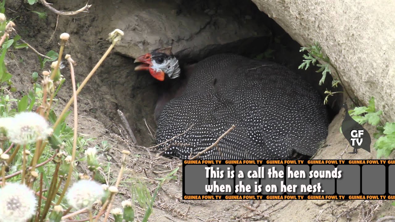 Guinea Fowl Hen Sounds Nest Calls Youtube