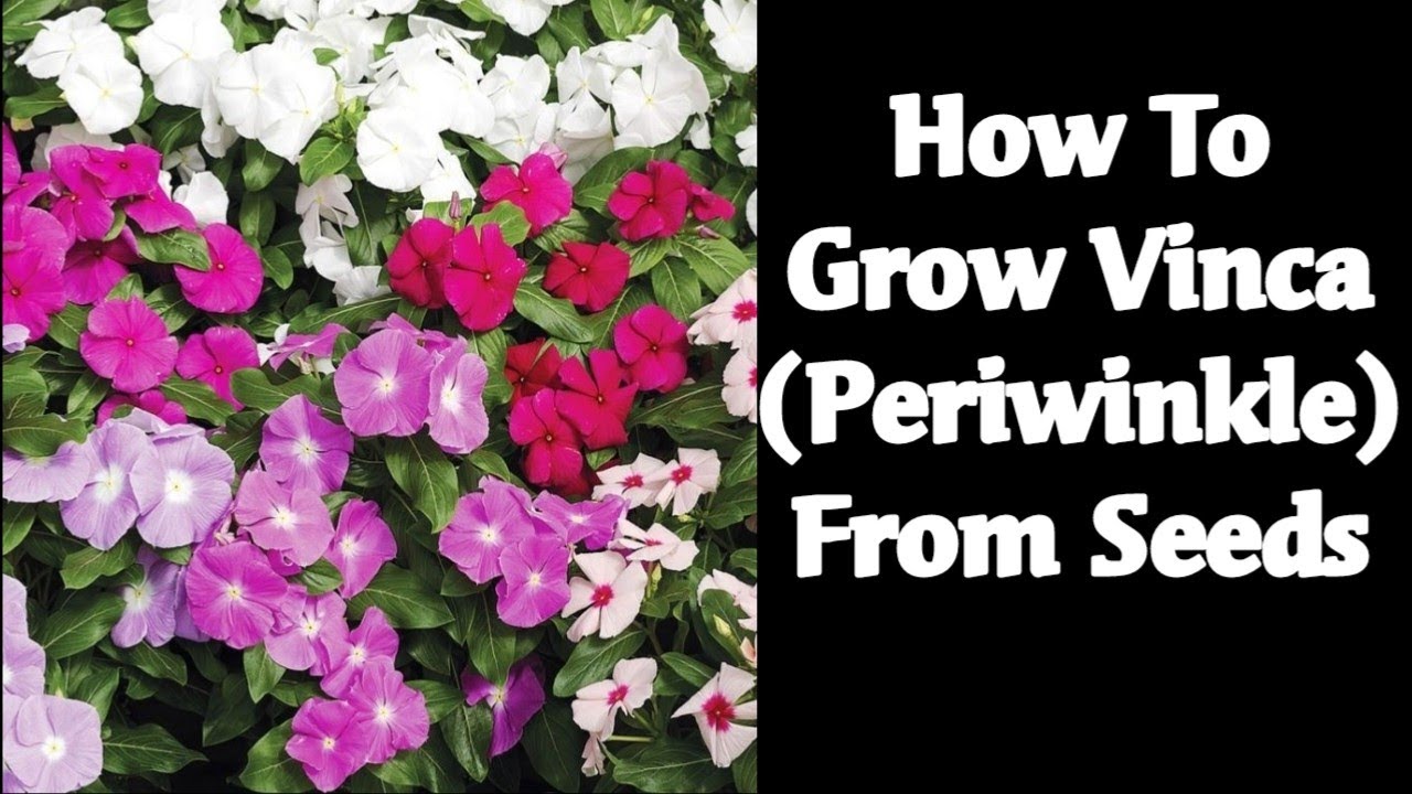 How To Grow Vinca Flowers From Seeds Growing Periwinkle Kitchen
