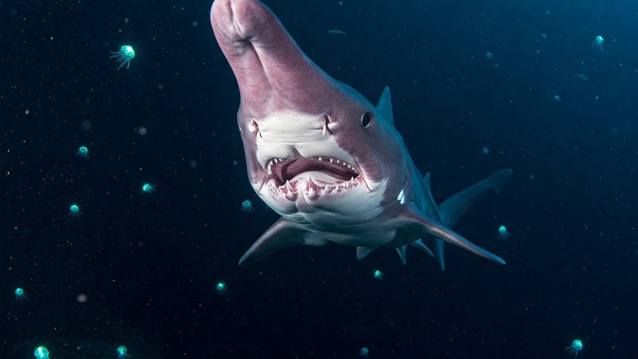 Goblin Shark The Deep Sea Phantom With A Jaw Dropping Secret Youtube