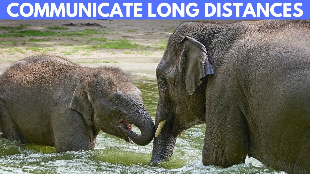 How Do Elephants Communicate Over Long Distances Youtube