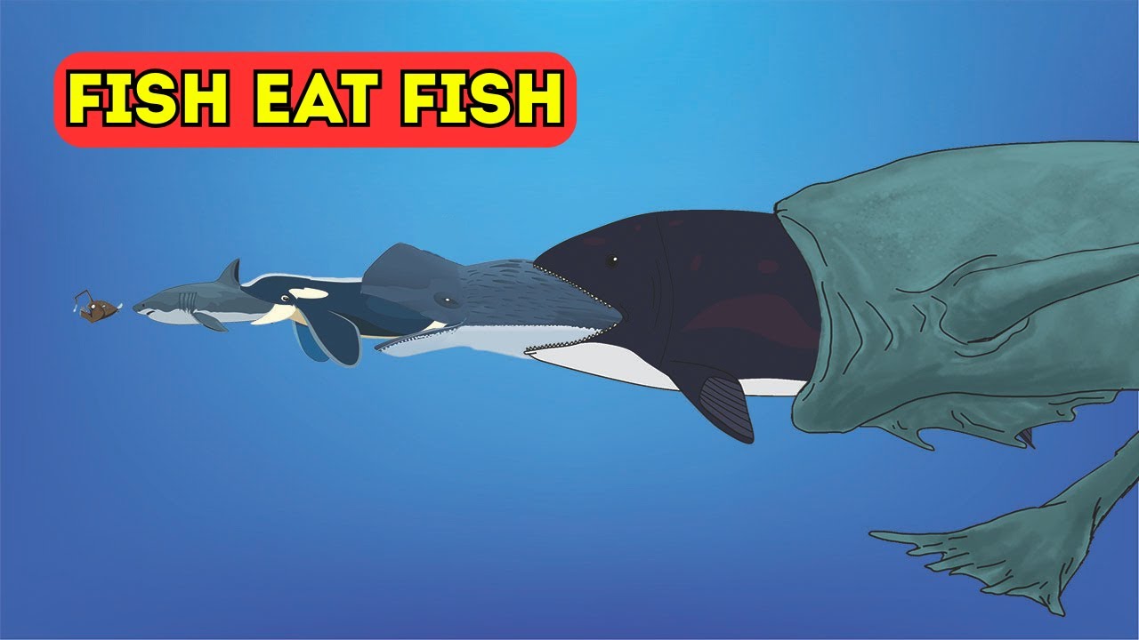 Fish Eat Fish Bloop Vs Sea Eater Sea Monsters Animation Youtube
