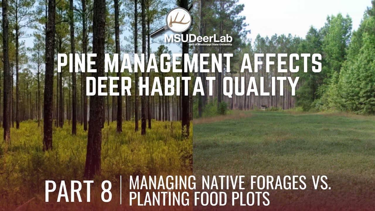 Part 8 Managing Native Forages Vs Planting Food Plots Youtube