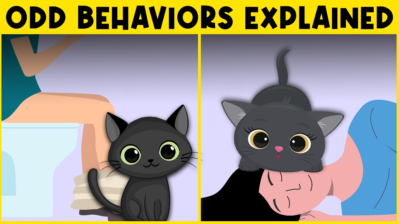 10 Odd Cat Behaviors Explained Youtube