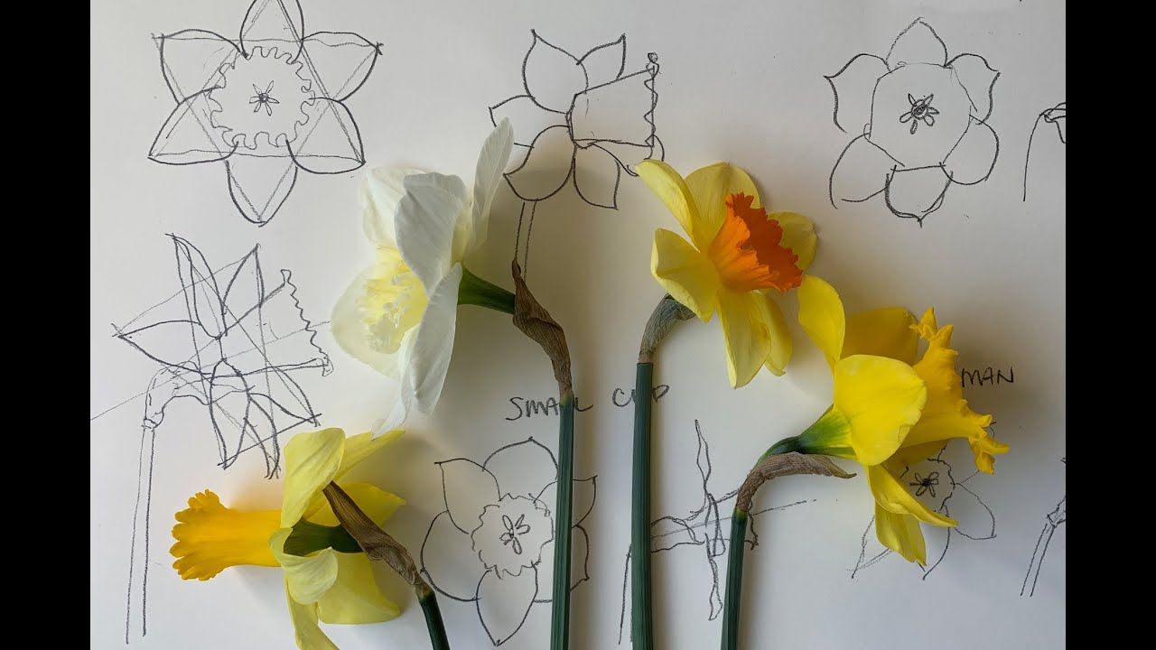 When Drawing Daffodils Look For The Geometric Shapes Youtube