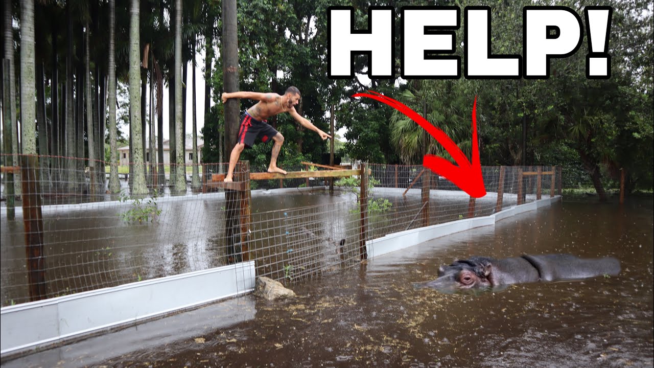 Rescuing Animals In Horrific Flood What Can We Do Youtube